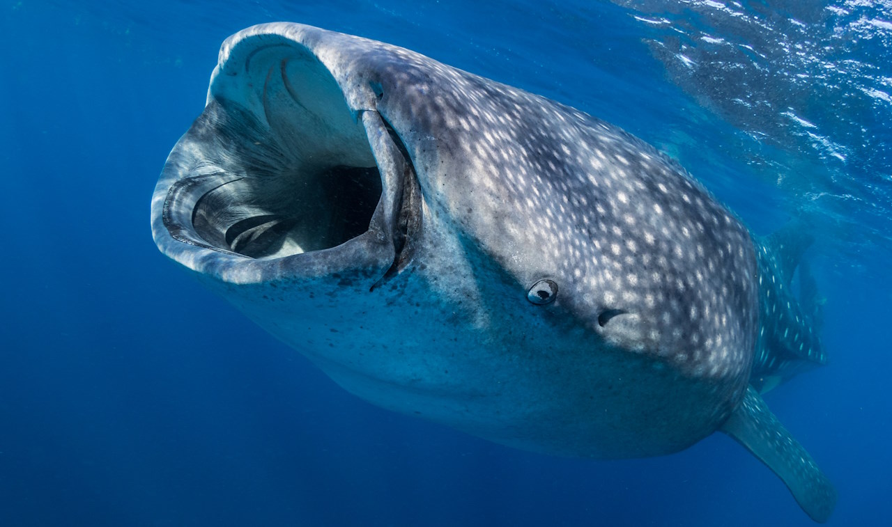 Китова акула поїла з морського дна - nauka.ua — Новини науки ...