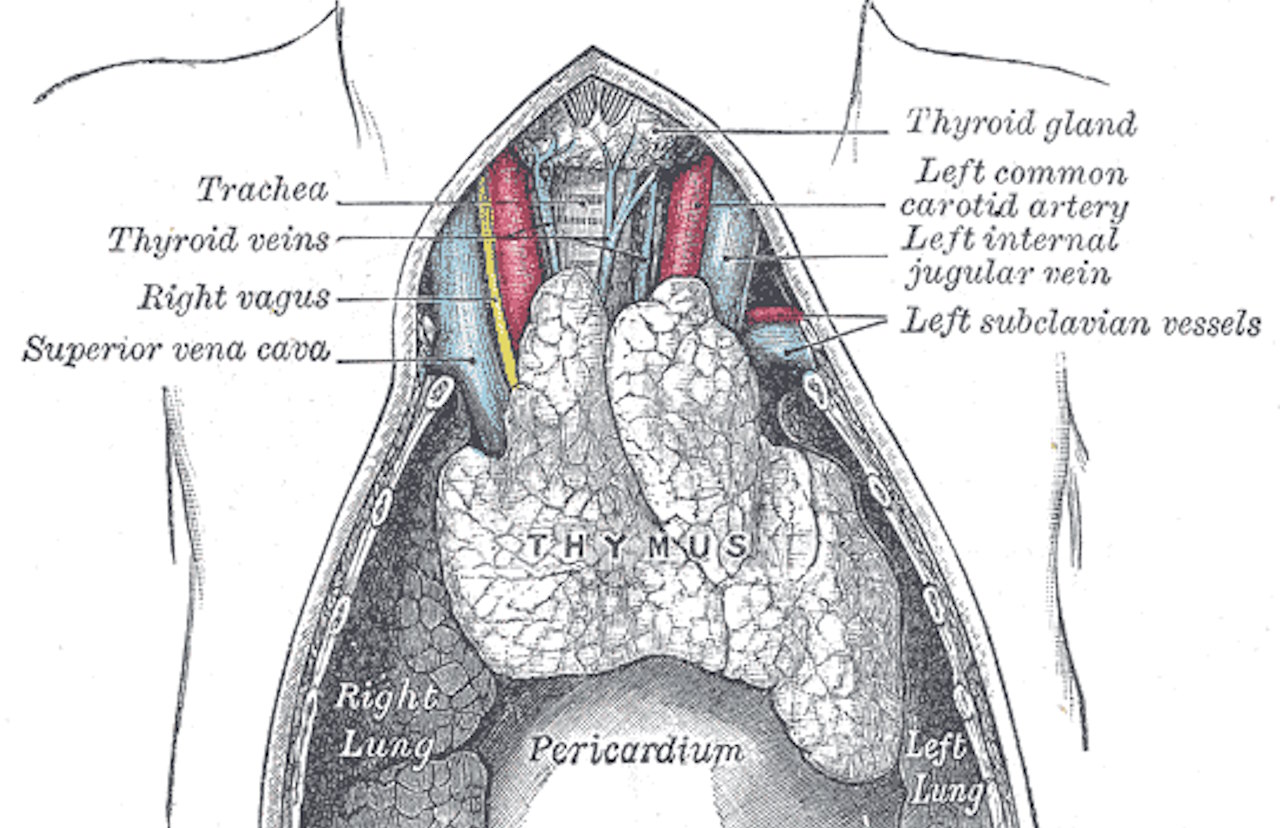Видалення тимуса збільшило ризик раку та смертність у дорослих - nauka ...
