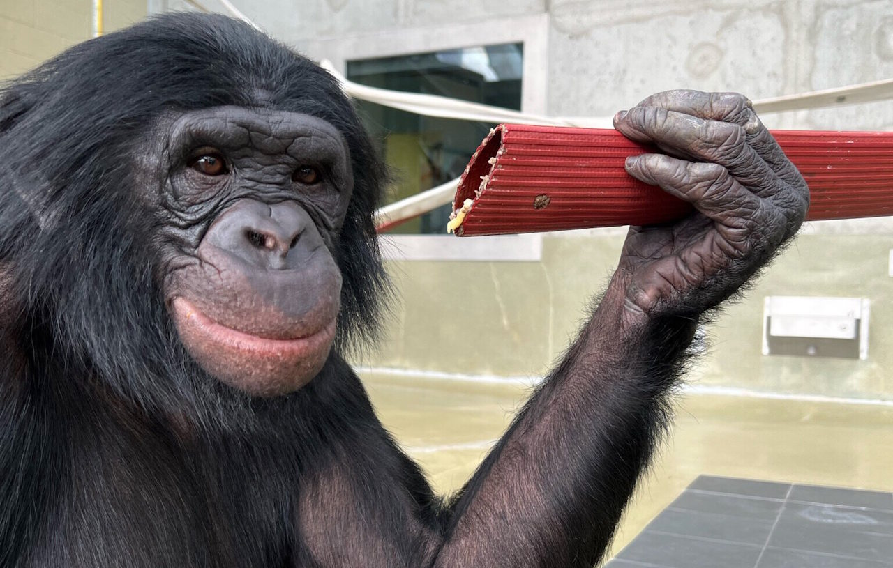 Бонобо стали оптимістичнішими від почутого сміху - nauka.ua — Новини науки | астрономія ...