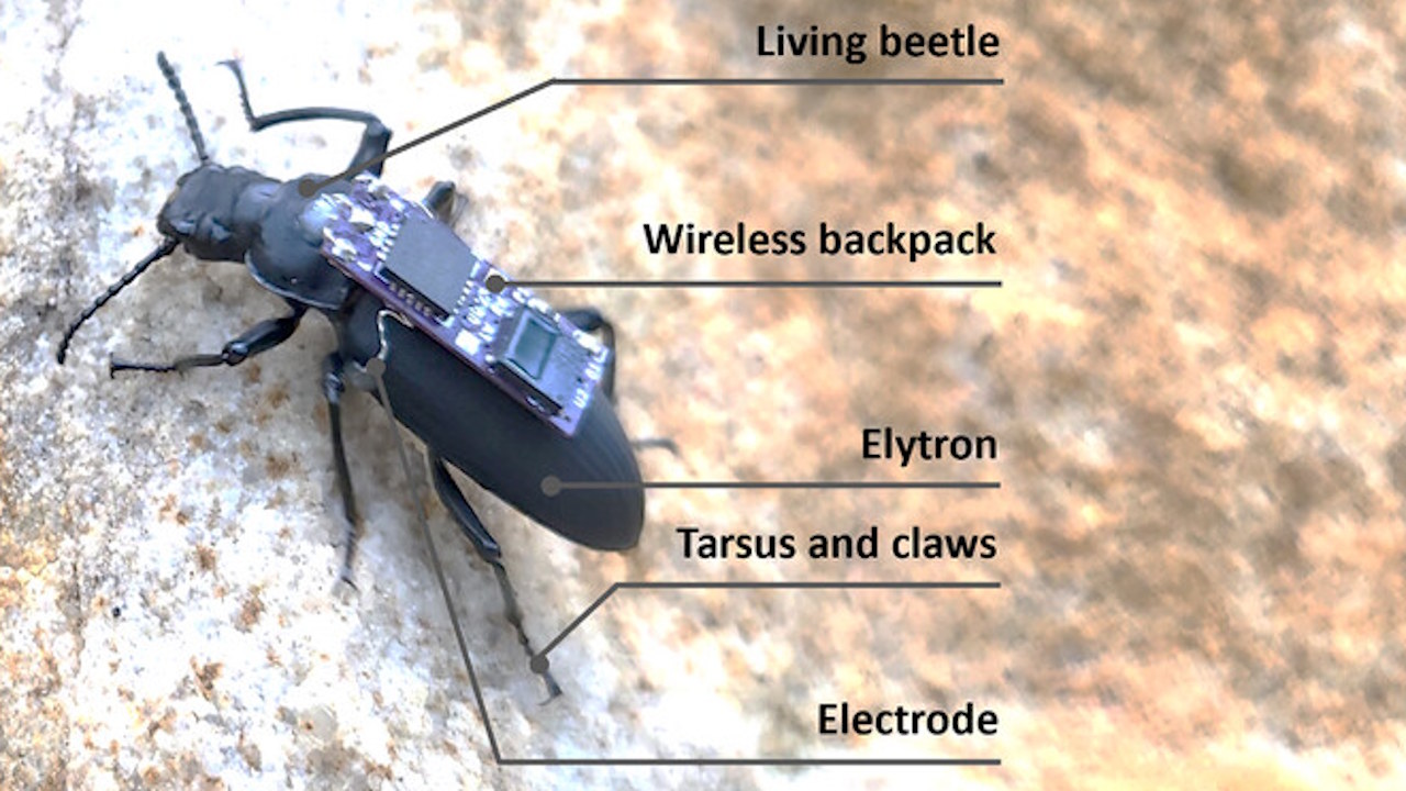 Жуки-кіборги походили по стінах краще за роботів - nauka.ua — Новини науки | астрономія ...