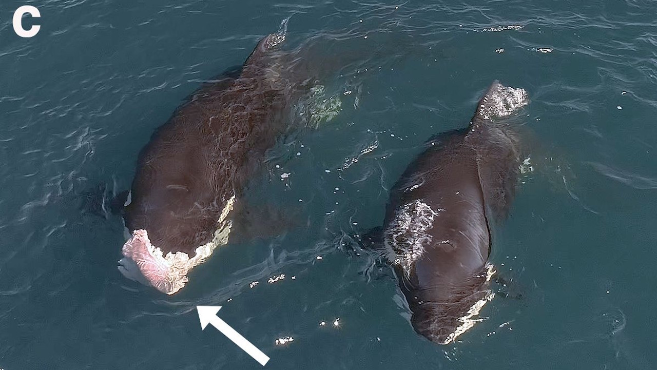 Косатки перевернули дитинчат акул догори черевом і вбили - nauka.ua — Новини науки | астрономія ...